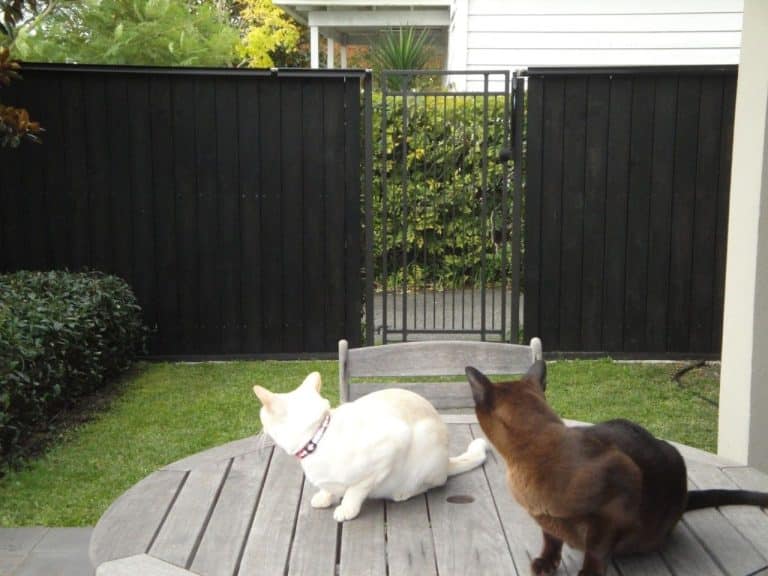 Cat Containment Systems: Keep Your Cat Safe | Build & Renovate