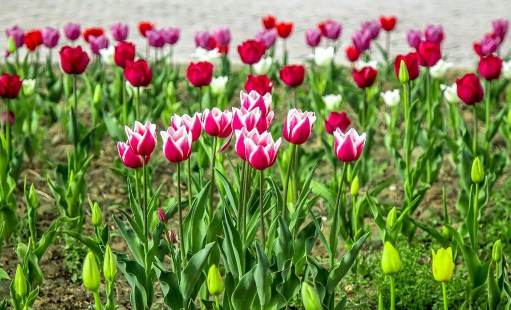 A Beginner's Guide to Planting Tulips